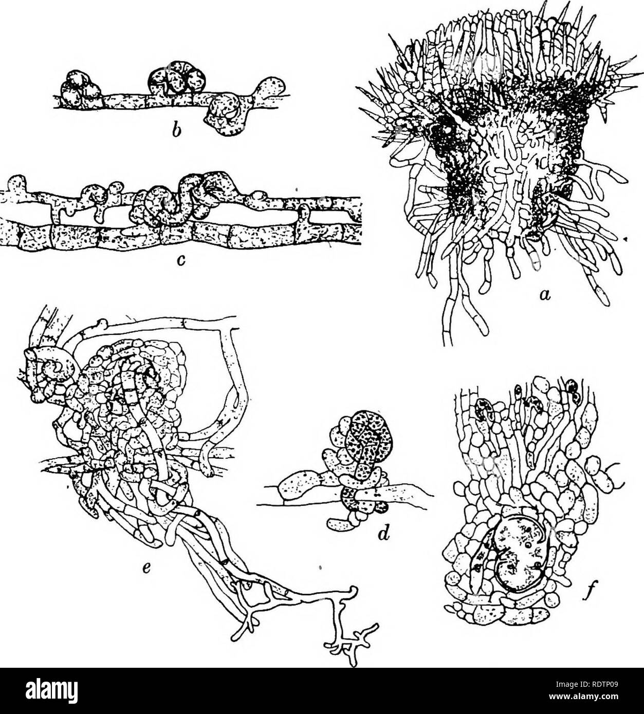 . Fungi, ascomycetes, ustilaginales, uredinales. Fungi. no DISCOMYCETES ...
