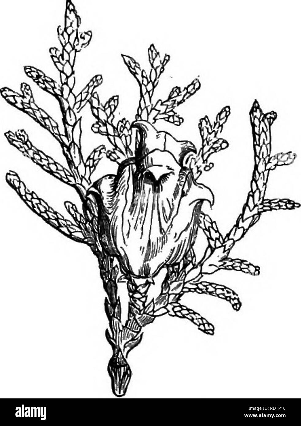 Thuja thuja Black and White Stock Photos & Images - Alamy