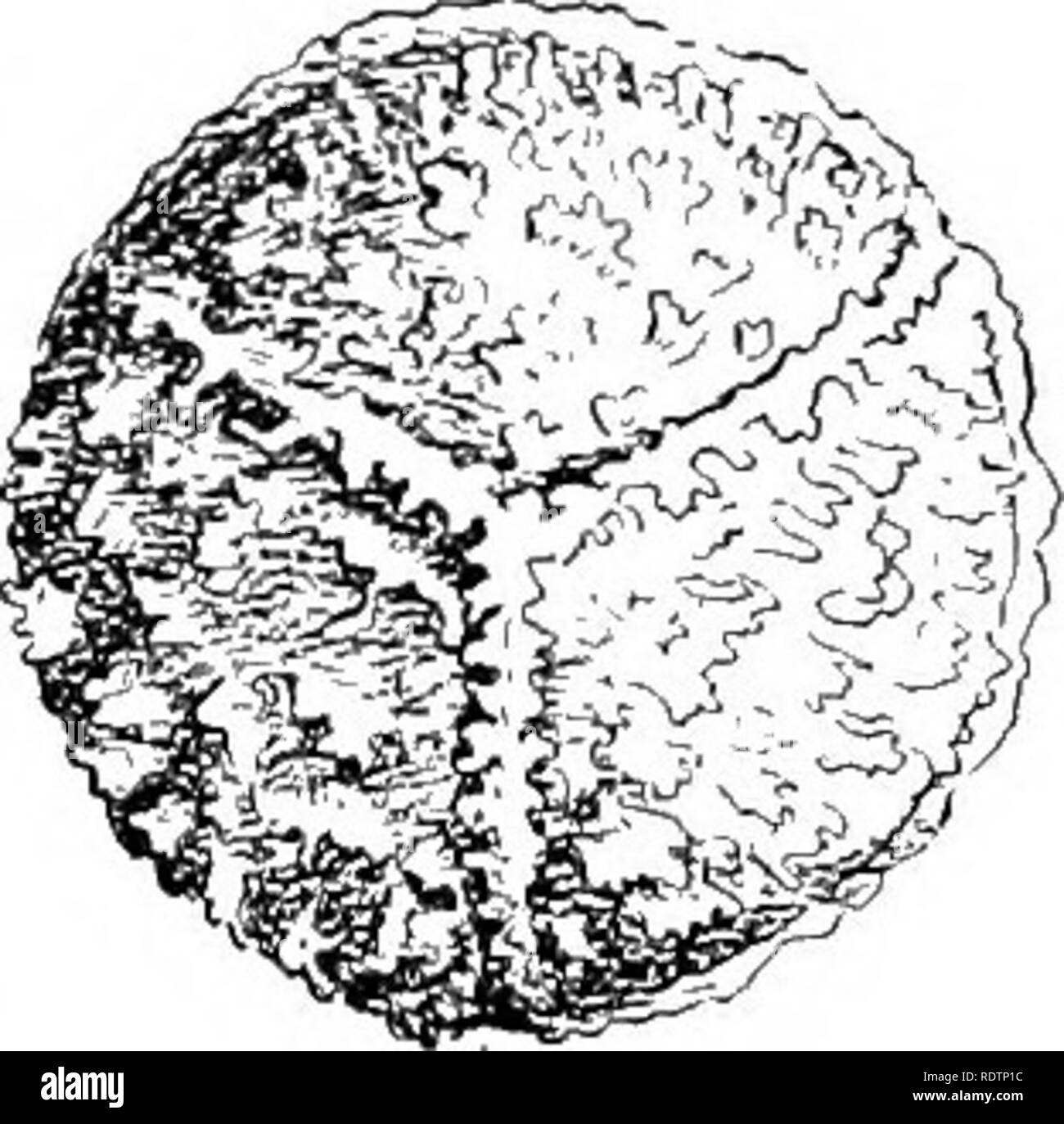 . The fern allies of North America north of Mexico. Pteridophyta ...