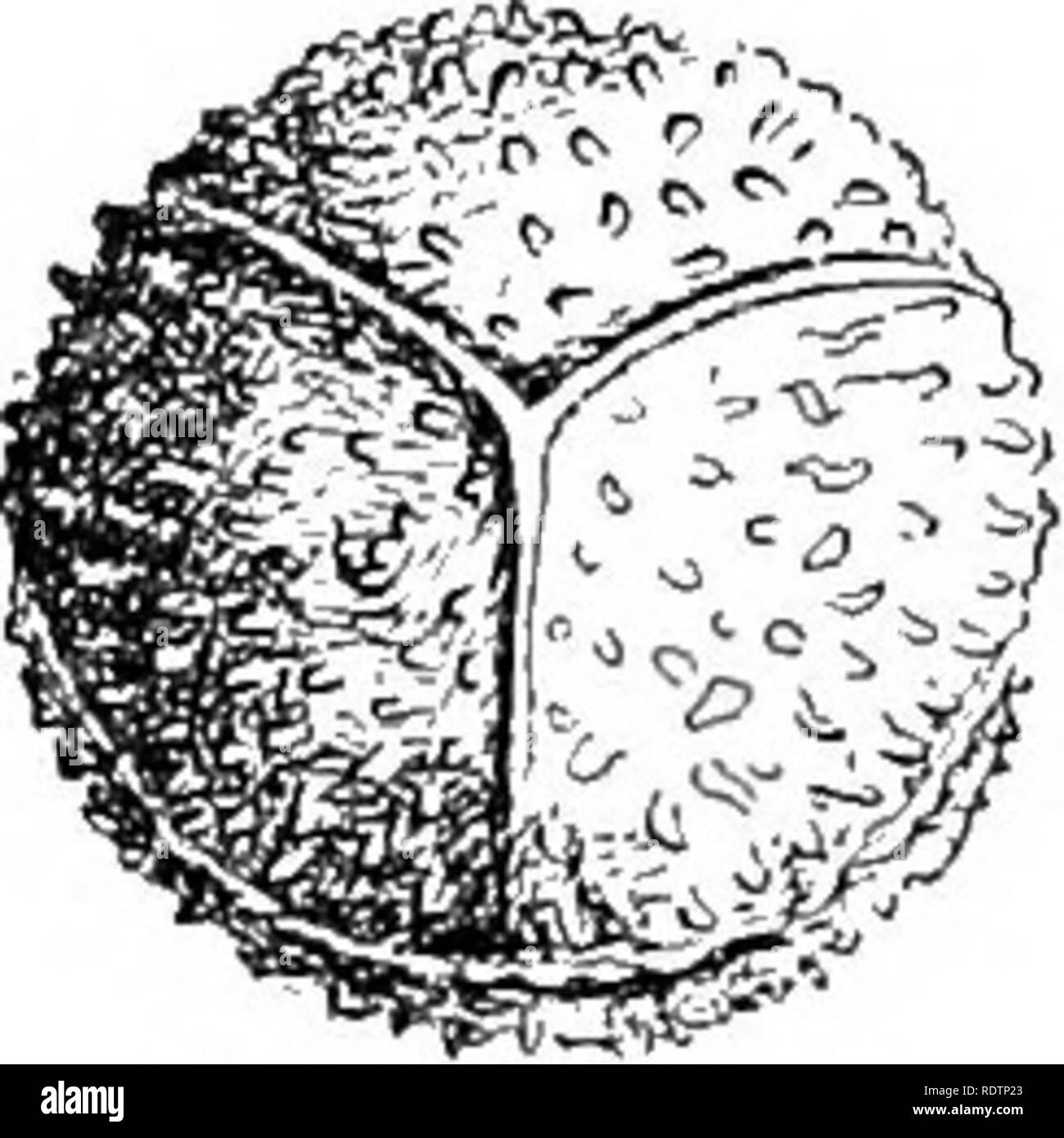 Recurved leaves Black and White Stock Photos & Images - Alamy