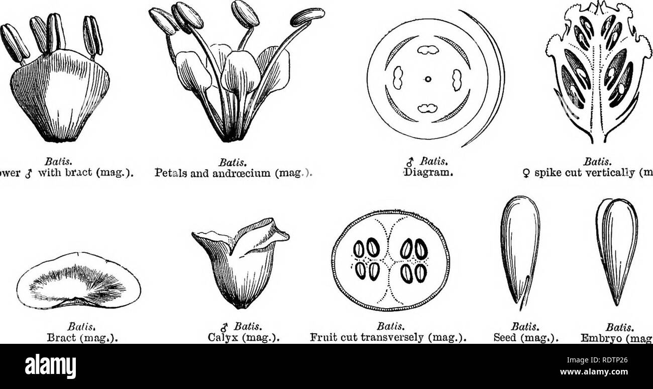 . A general system of botany, descriptive and analytical. In two parts ...