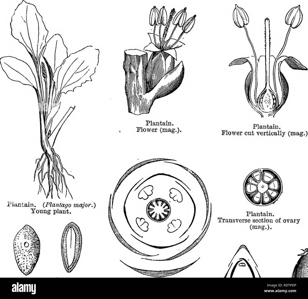 . A general system of botany, descriptive and analytical. In two parts ...