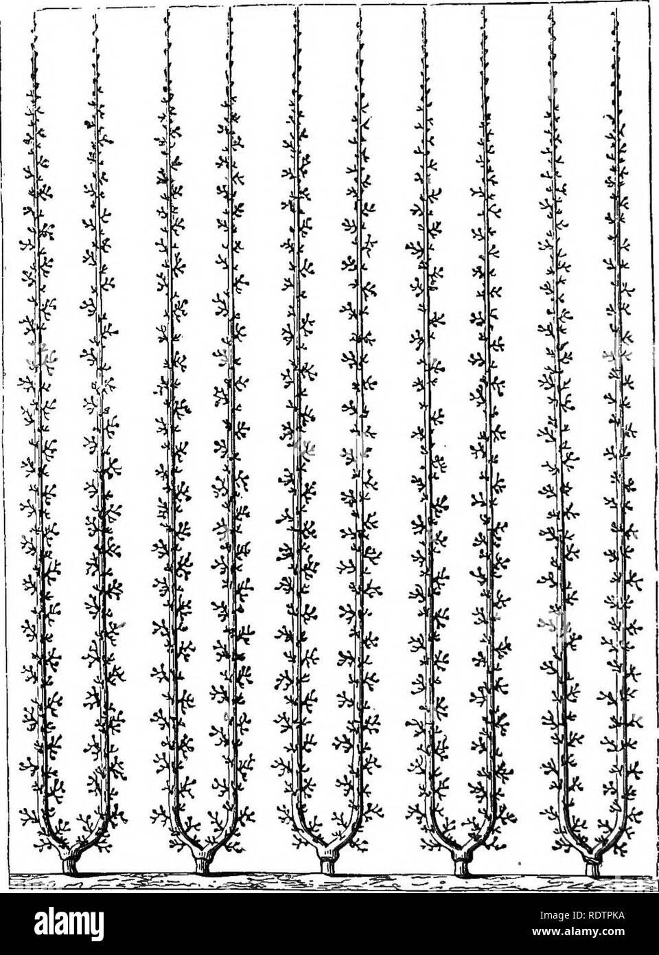 Vertical cordon fruit trees hi-res stock photography and images - Alamy