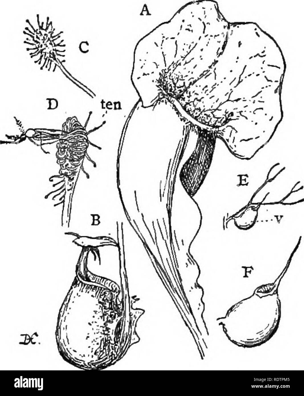 Nepenthes pitcher plants Black and White Stock Photos & Images - Alamy