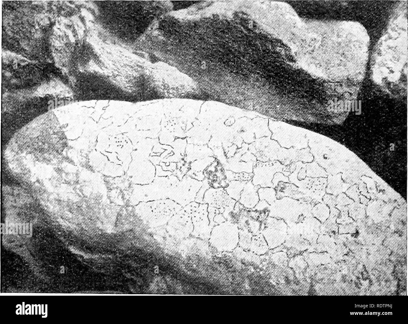 . Lichens. Lichens. 74 MORPHOLOGY marked by subsequent cracks due to ...
