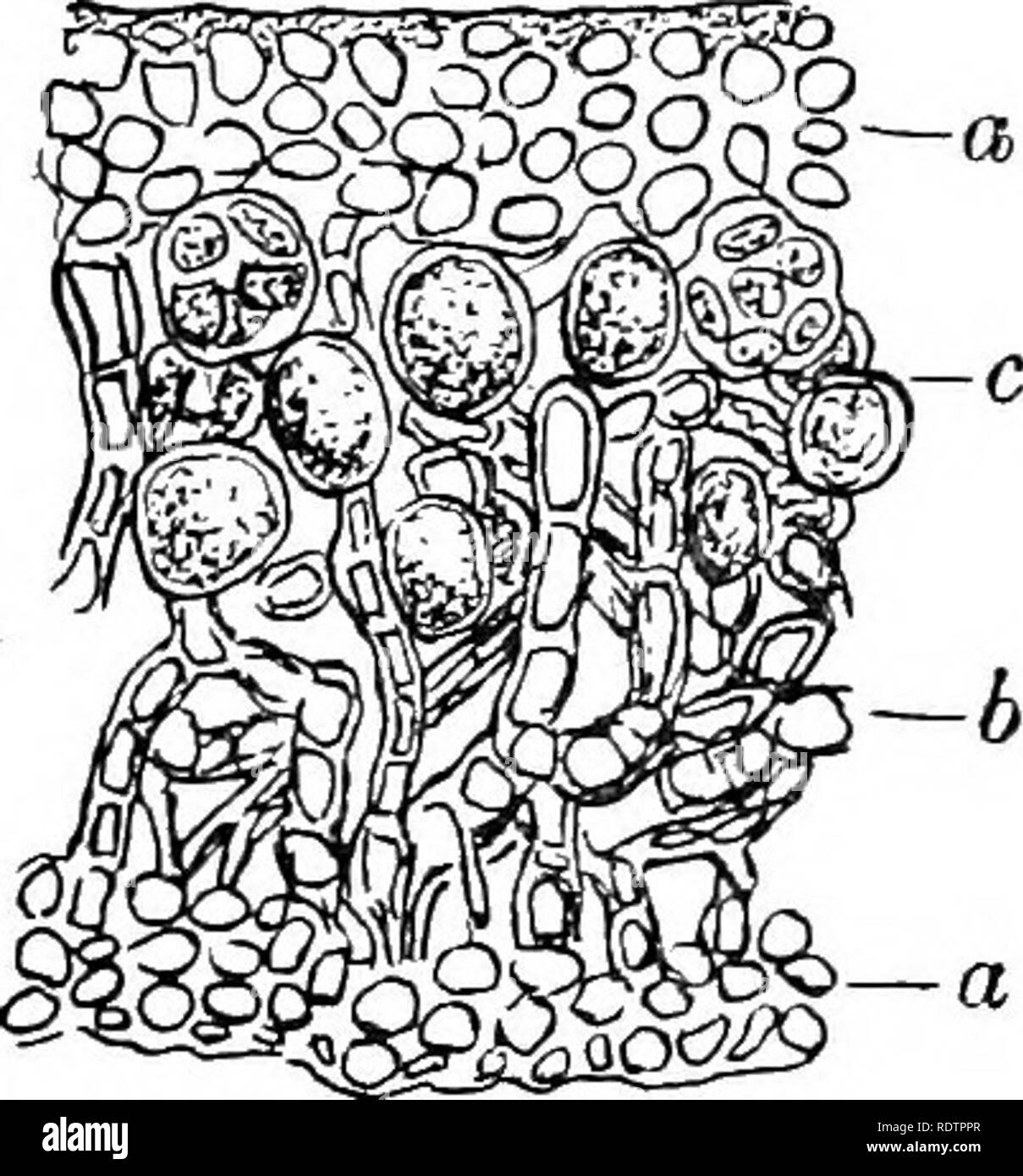 . Lichens. Lichens. CHAPTER III MORPHOLOGY GENERAL ACCOUNT OF LICHEN ...