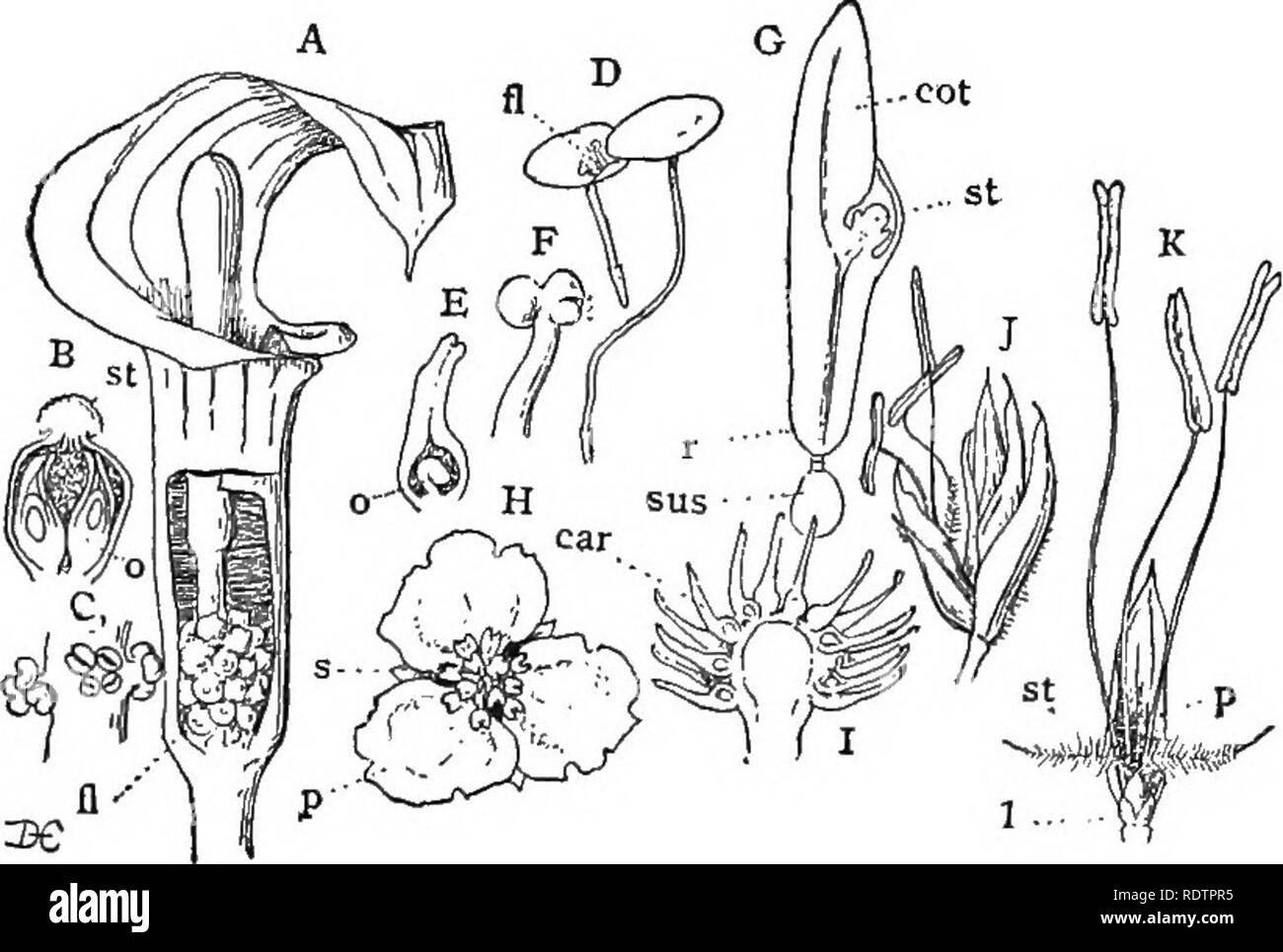 Terrestrial flower Black and White Stock Photos & Images - Alamy