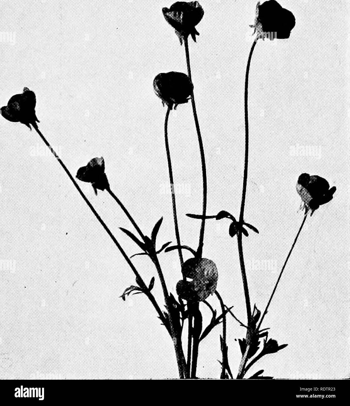 . Wild flower families; the haunts, characters, and family ...