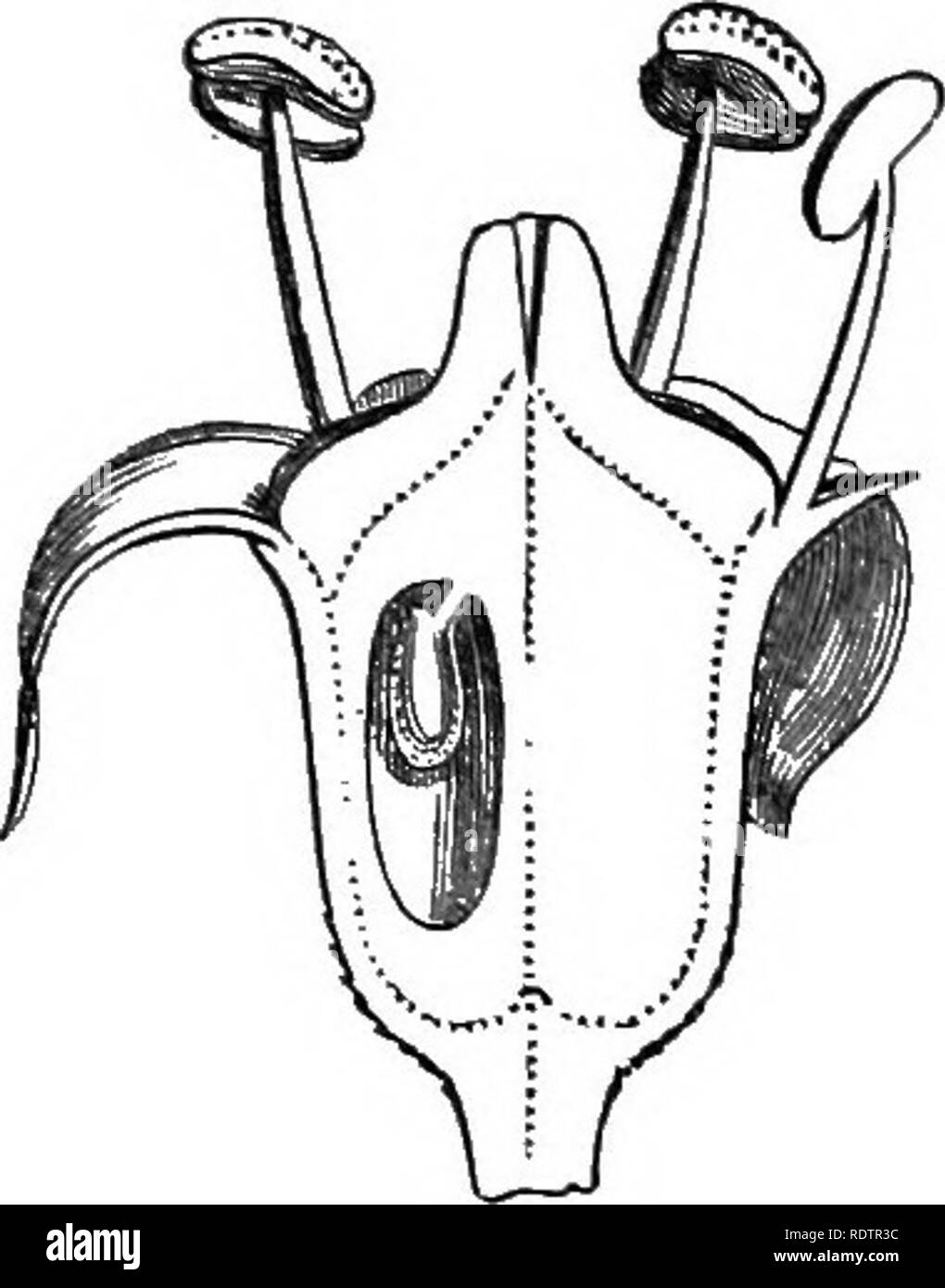 . A general system of botany, descriptive and analytical. In two parts ...