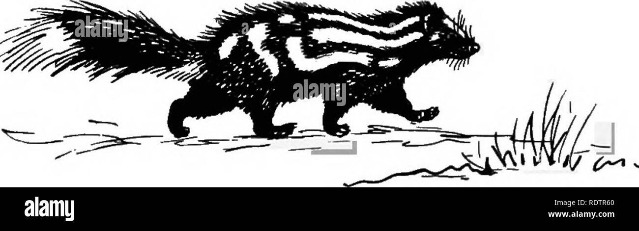 skunk skeleton drawing