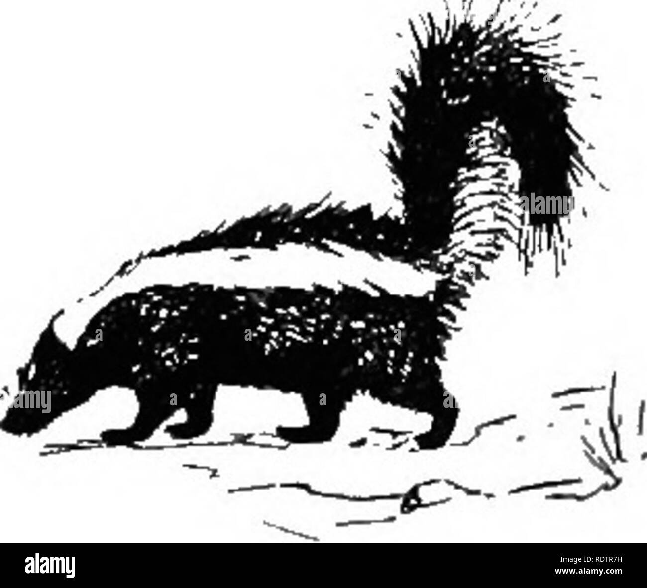 Skunk teeth hi-res stock photography and images - Alamy