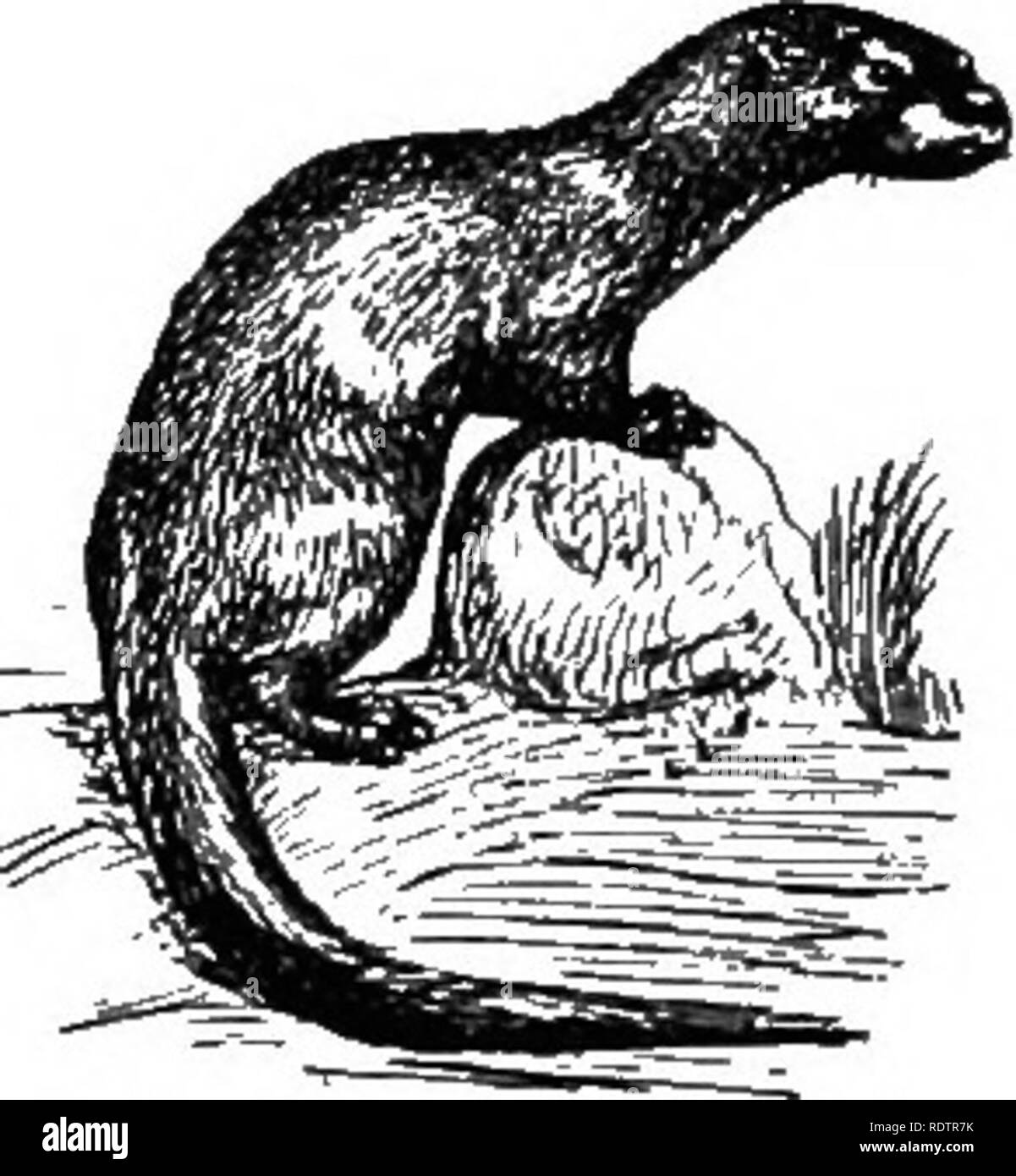 Otter lutra lutra spraints or droppings Black and White Stock Photos ...