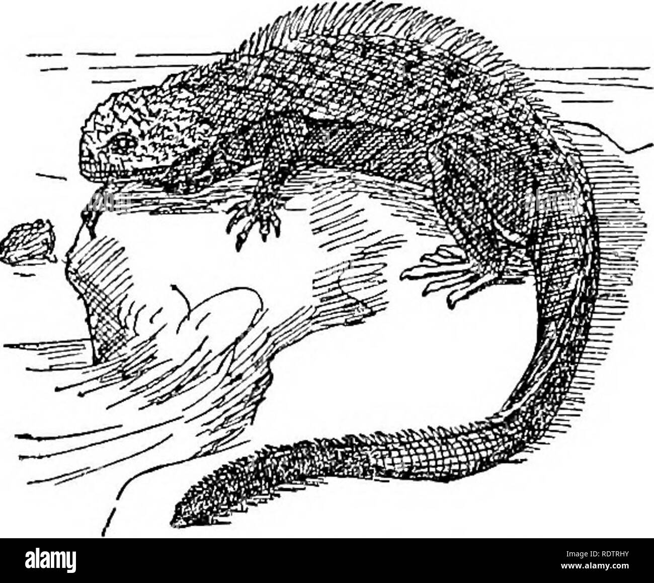 Crest on the back of its head Black and White Stock Photos & Images - Alamy