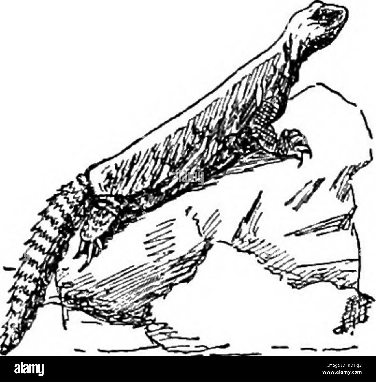 Jump or stand alone on the hind limbs hi-res stock photography and ...