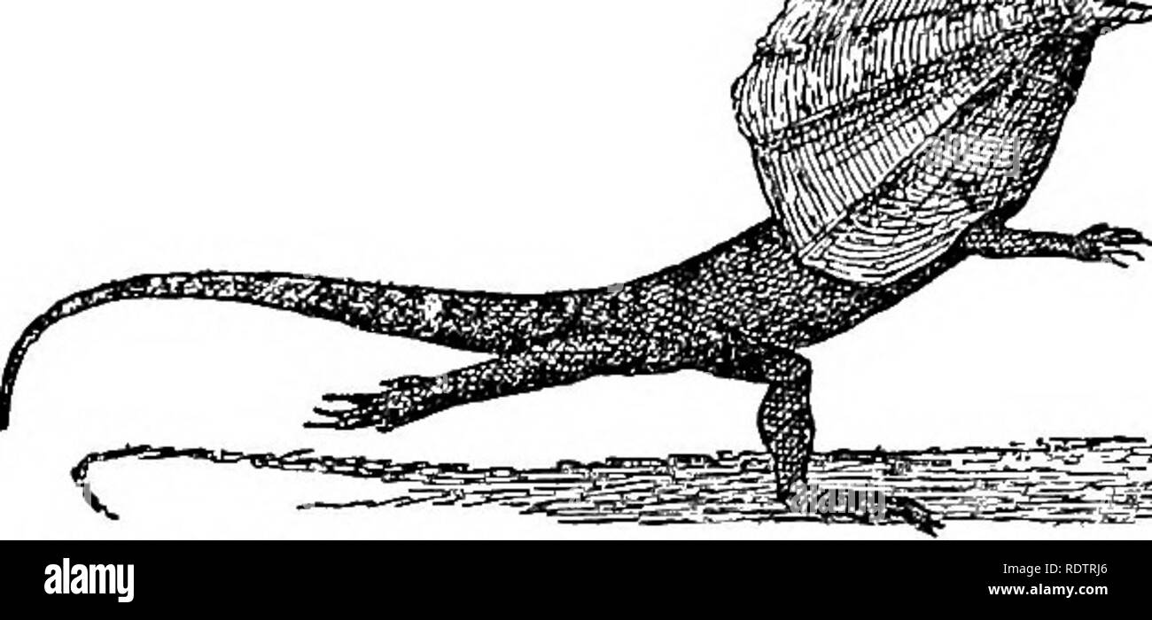 . Natural history. Zoology. 400 REPTILIA—ORDER III.—SQUAMATA.. f'uj. 13 ...