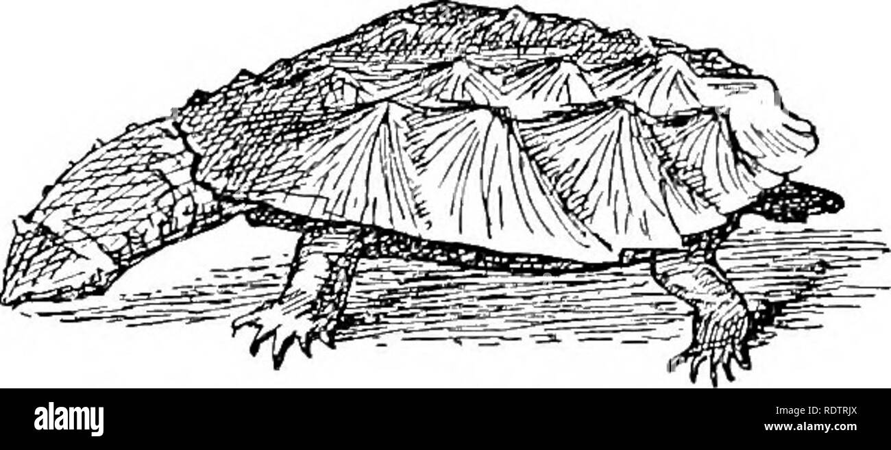 Serrated shell Black and White Stock Photos & Images - Alamy