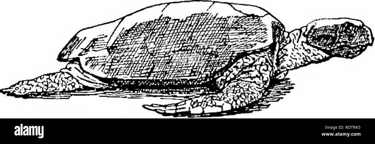 . Natural history. Zoology. TORTOISES AND TURTLES. 391 be completely ...