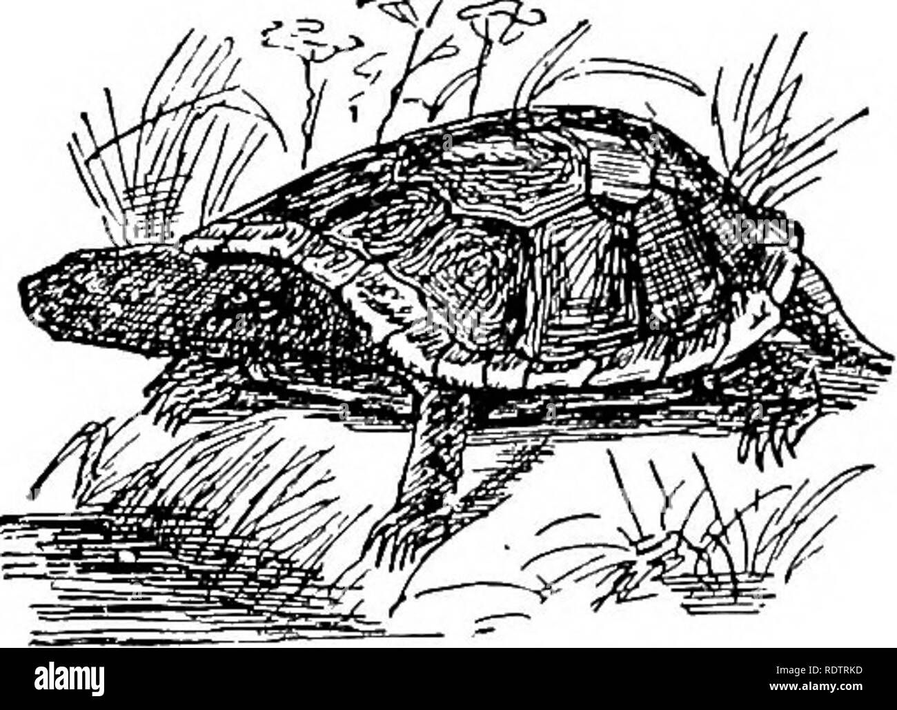 Pond box Black and White Stock Photos & Images - Alamy