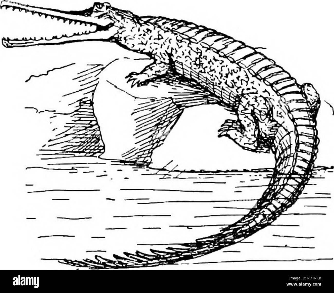 Crocodilia Order High Resolution Stock Photography and Images - Alamy