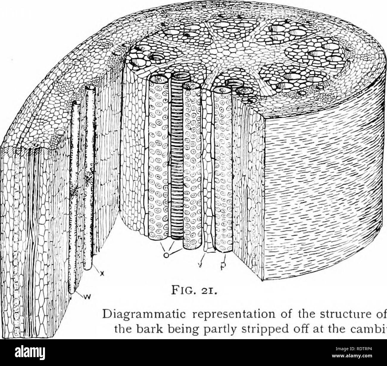 . Introduction to botany. Botany. 58 Introduction to Botany. tracheal tubes are left intact ...