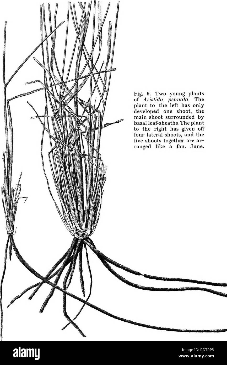 Basal leaf sheaths hi-res stock photography and images - Alamy