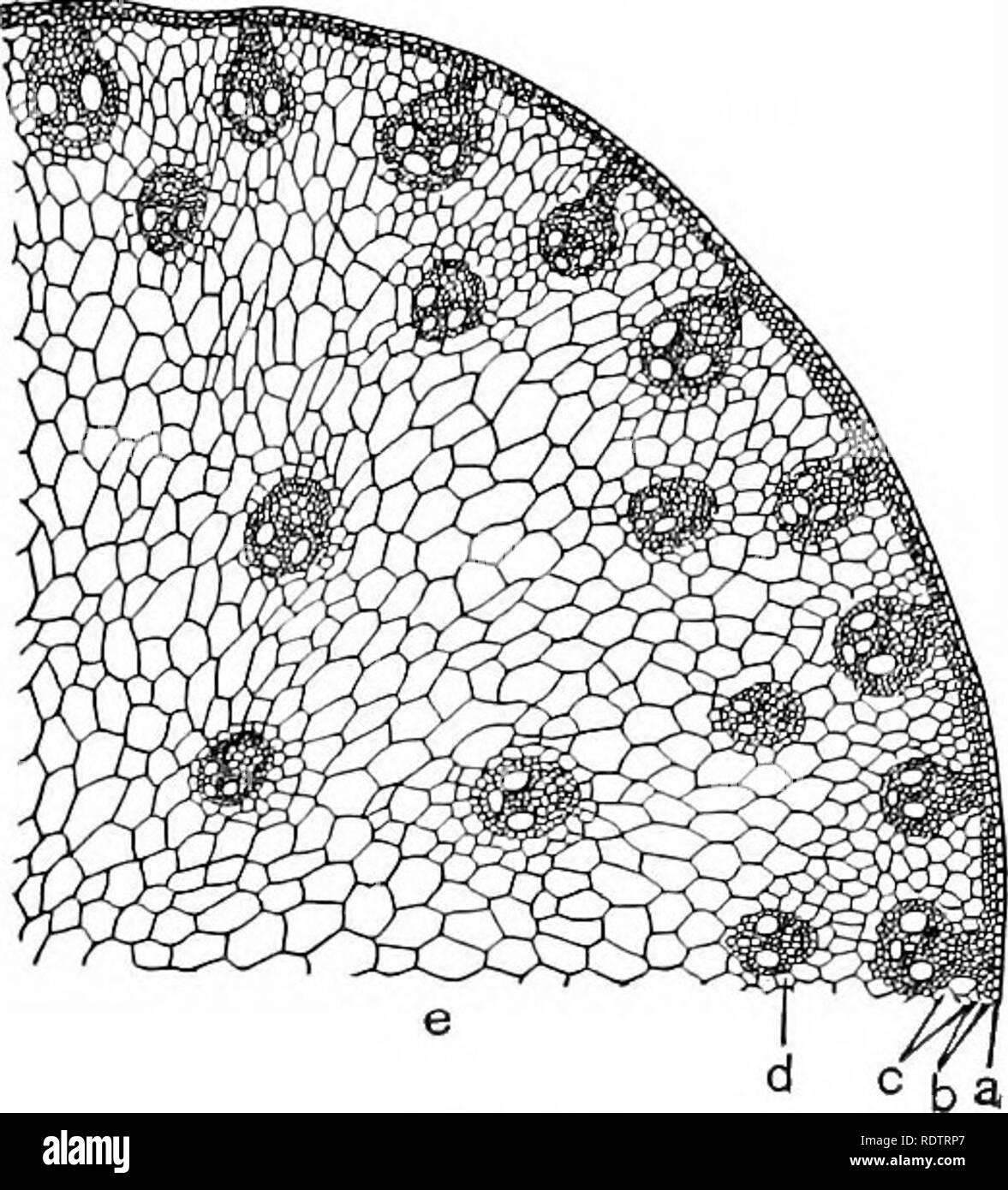 Xylem and phloem tissues Black and White Stock Photos & Images - Alamy