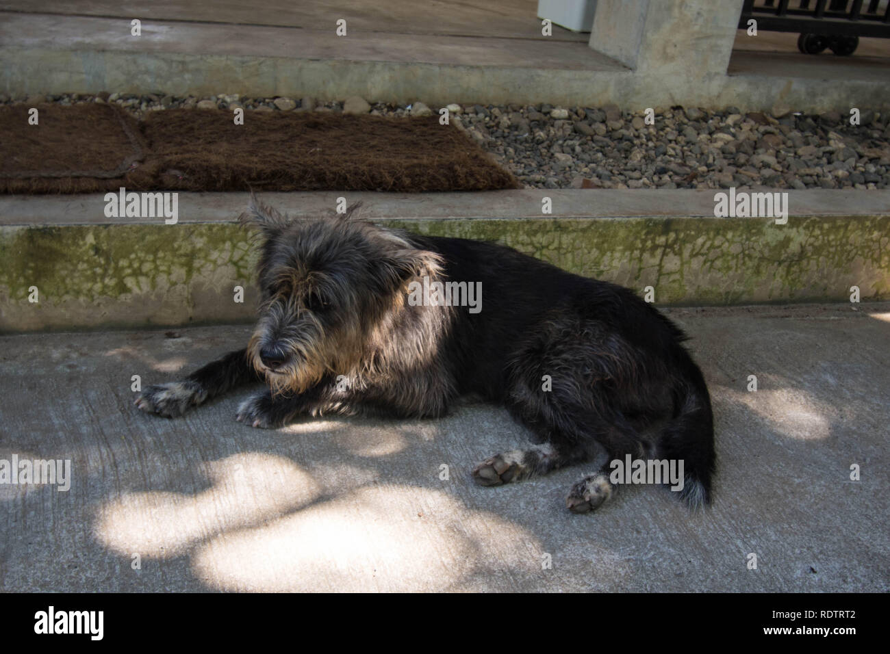 Hmong dog hi-res stock photography and images - Alamy