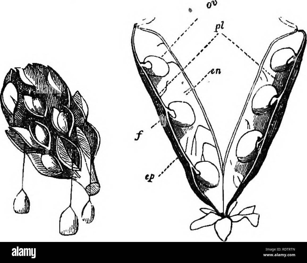 . The principles of botany, as exemplified in the phanerogamia. Botany ...