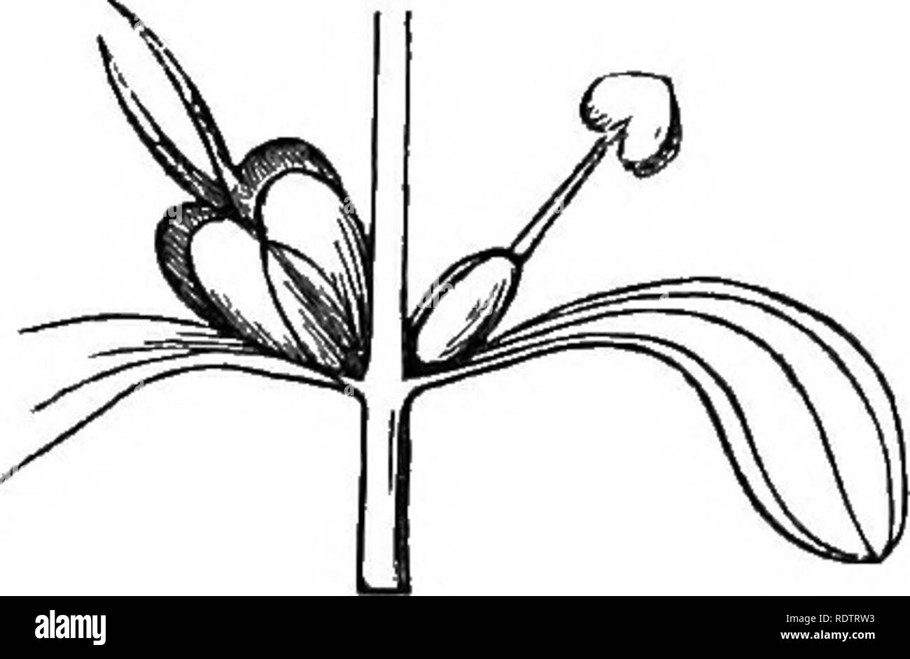 Spatulate leaves Cut Out Stock Images & Pictures - Alamy