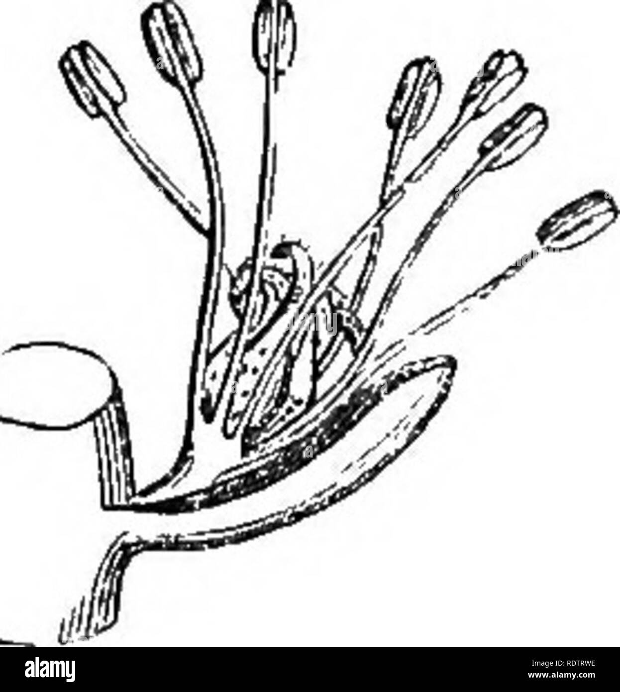 Indian castor oil hi-res stock photography and images - Alamy