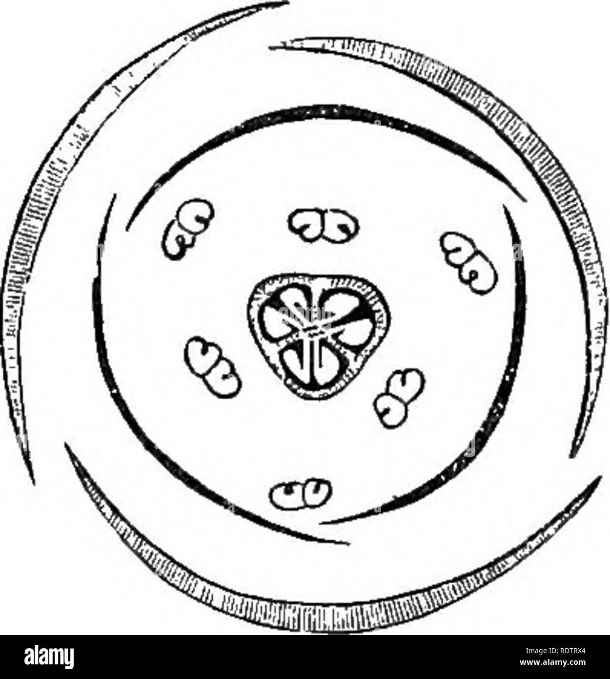 Parts Of A Flower Diagram Black and White Stock Photos & Images - Alamy