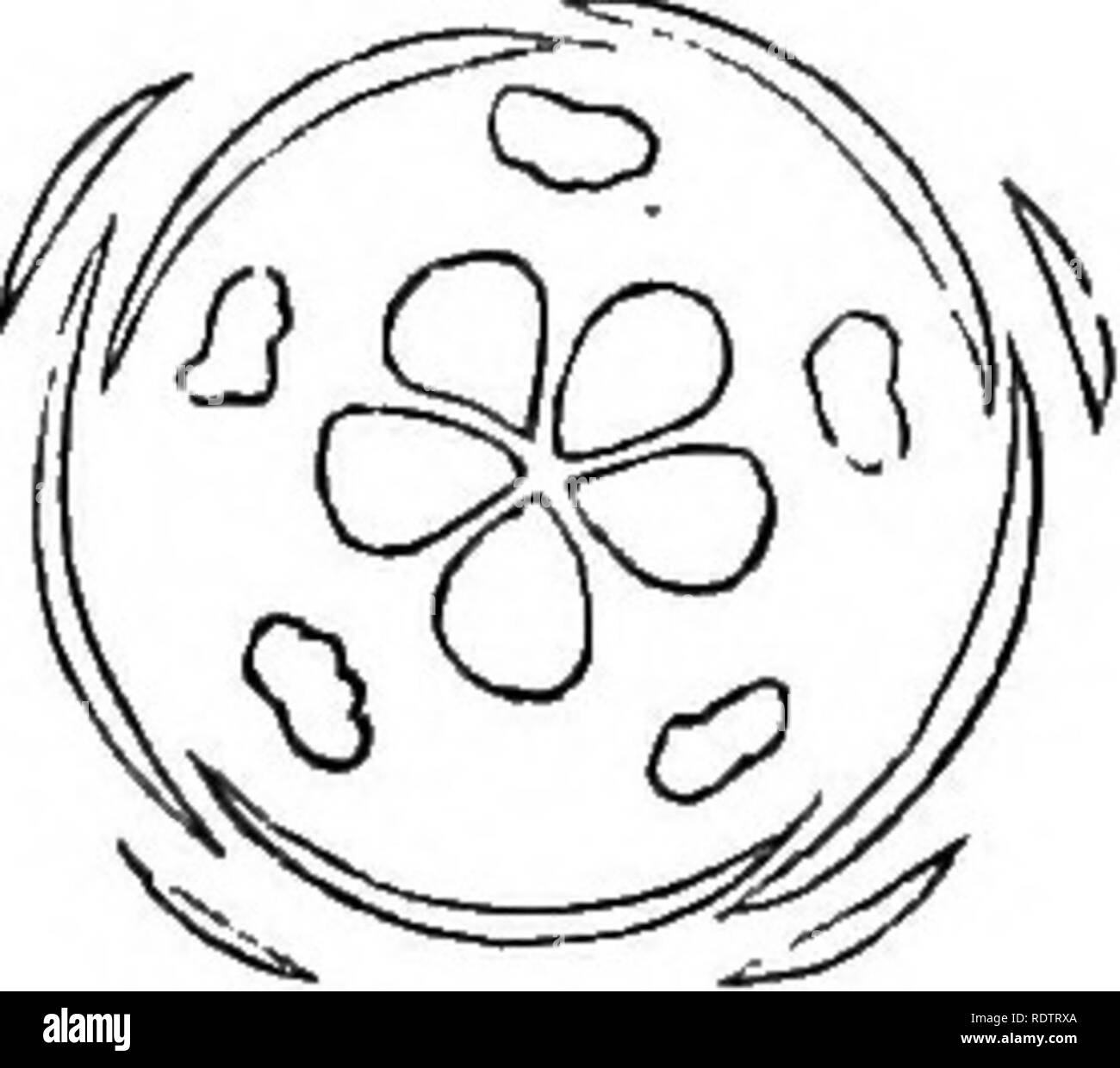 Complete flower structure hi-res stock photography and images - Alamy