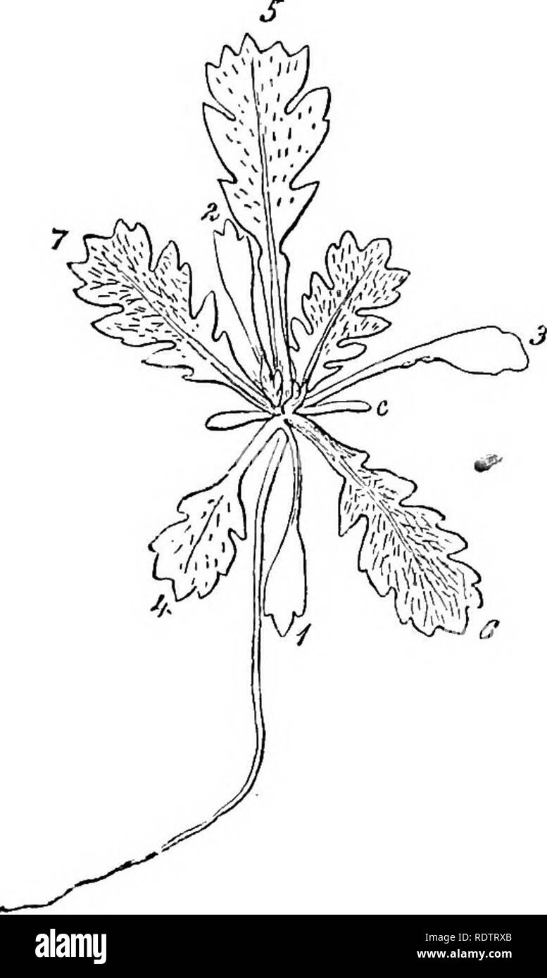 . Notes on the life history of British flowering plants. Botany; Plant ...