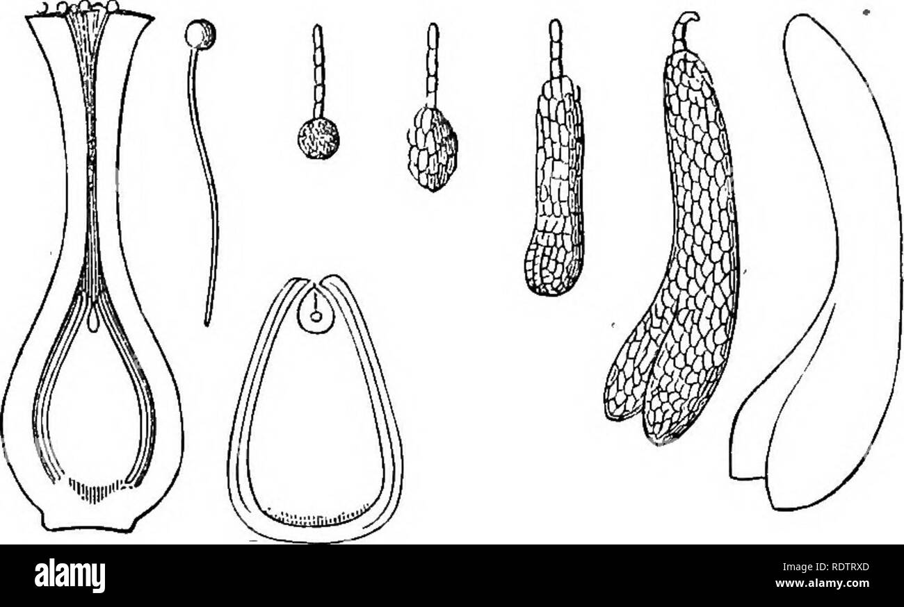 . The principles of botany, as exemplified in the phanerogamia. Botany ...