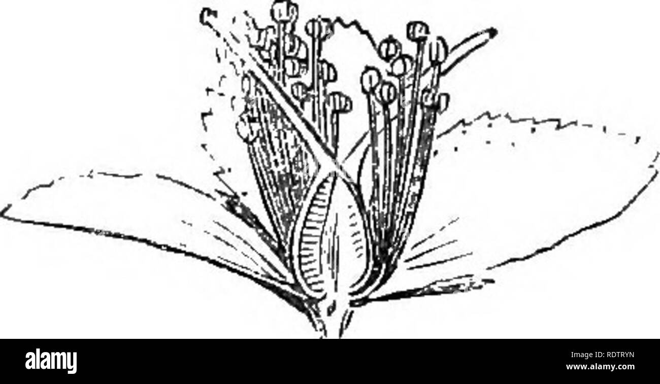 Three stamens Black and White Stock Photos & Images - Alamy