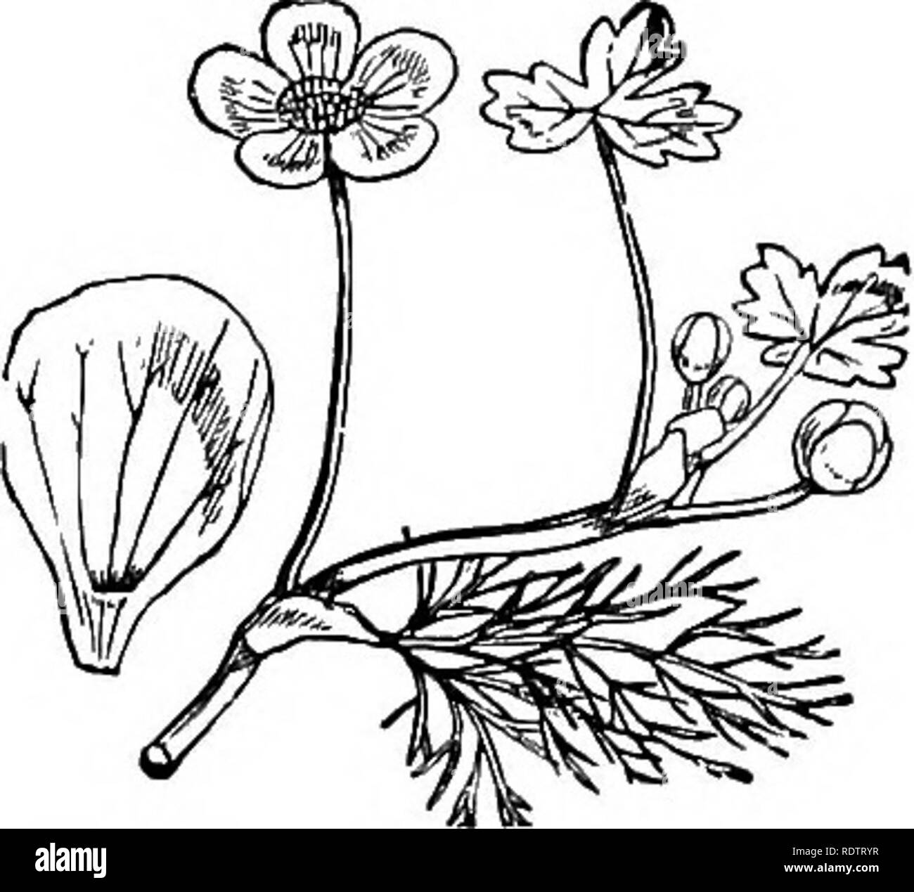 Plant of northern temperate regions of the world hi-res stock ...