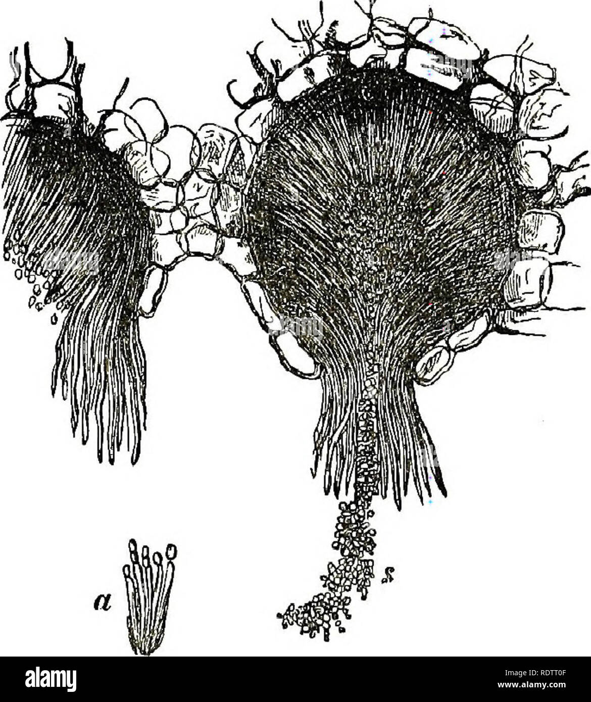 Sterigmata Cut Out Stock Images & Pictures - Alamy