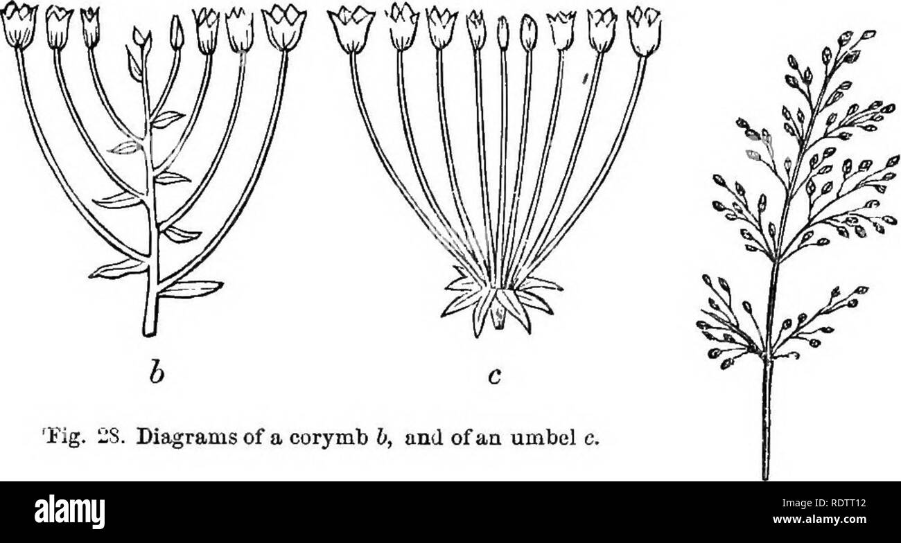 Floral axis Black and White Stock Photos & Images - Alamy