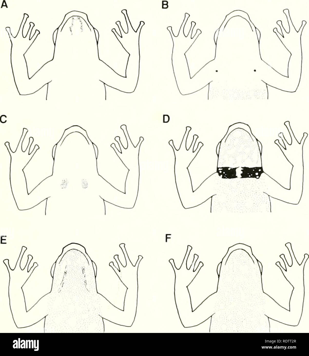 . Ecuadorian frogs of the genus Colostethus (Anura:Dendrobatidae ...