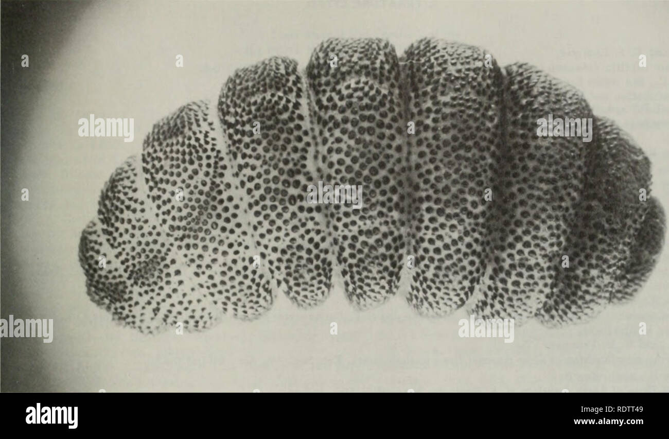 Bot fly larvae hi-res stock photography and images - Alamy