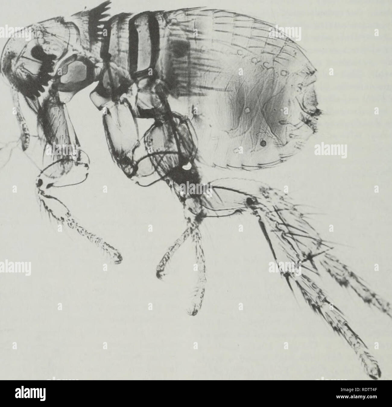 Tick mating hi-res stock photography and images - Alamy