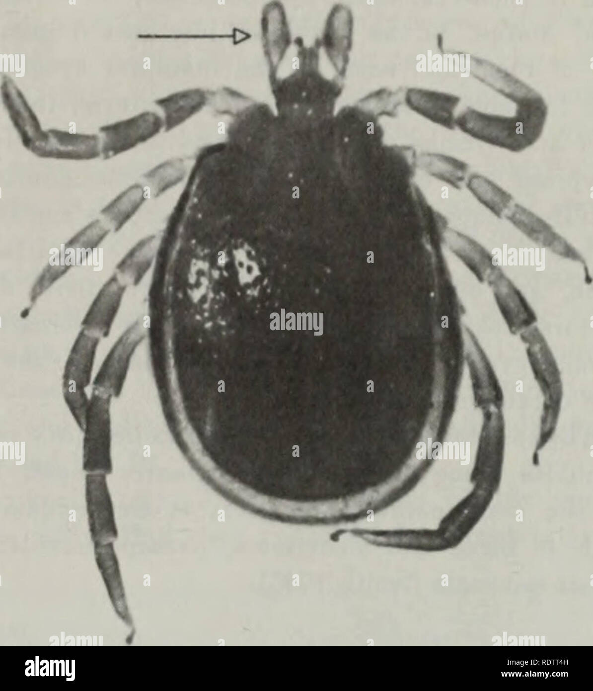 Tick nymphs hi-res stock photography and images - Alamy