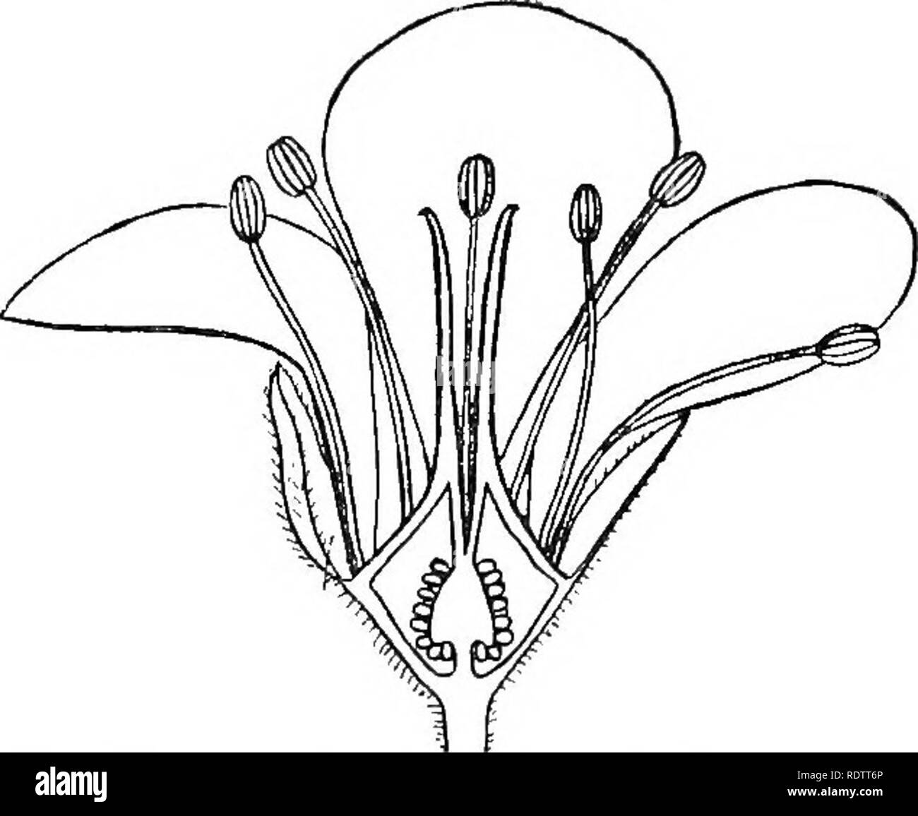 . Plant life in Alpine Switzerland; being an account in simple language ...
