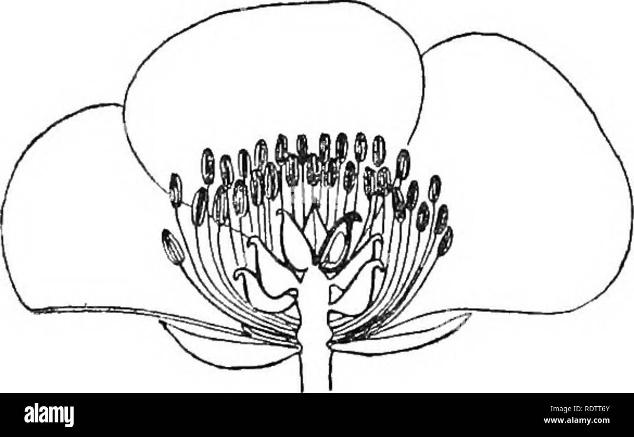 Wind pollination Black and White Stock Photos & Images - Alamy