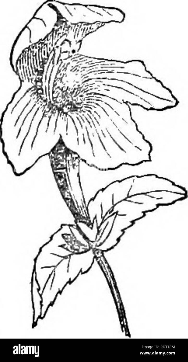 Widened lip hi-res stock photography and images - Alamy