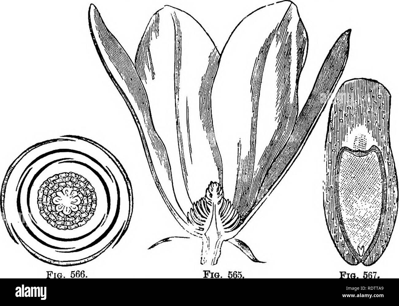 Sour sop hi-res stock photography and images - Alamy