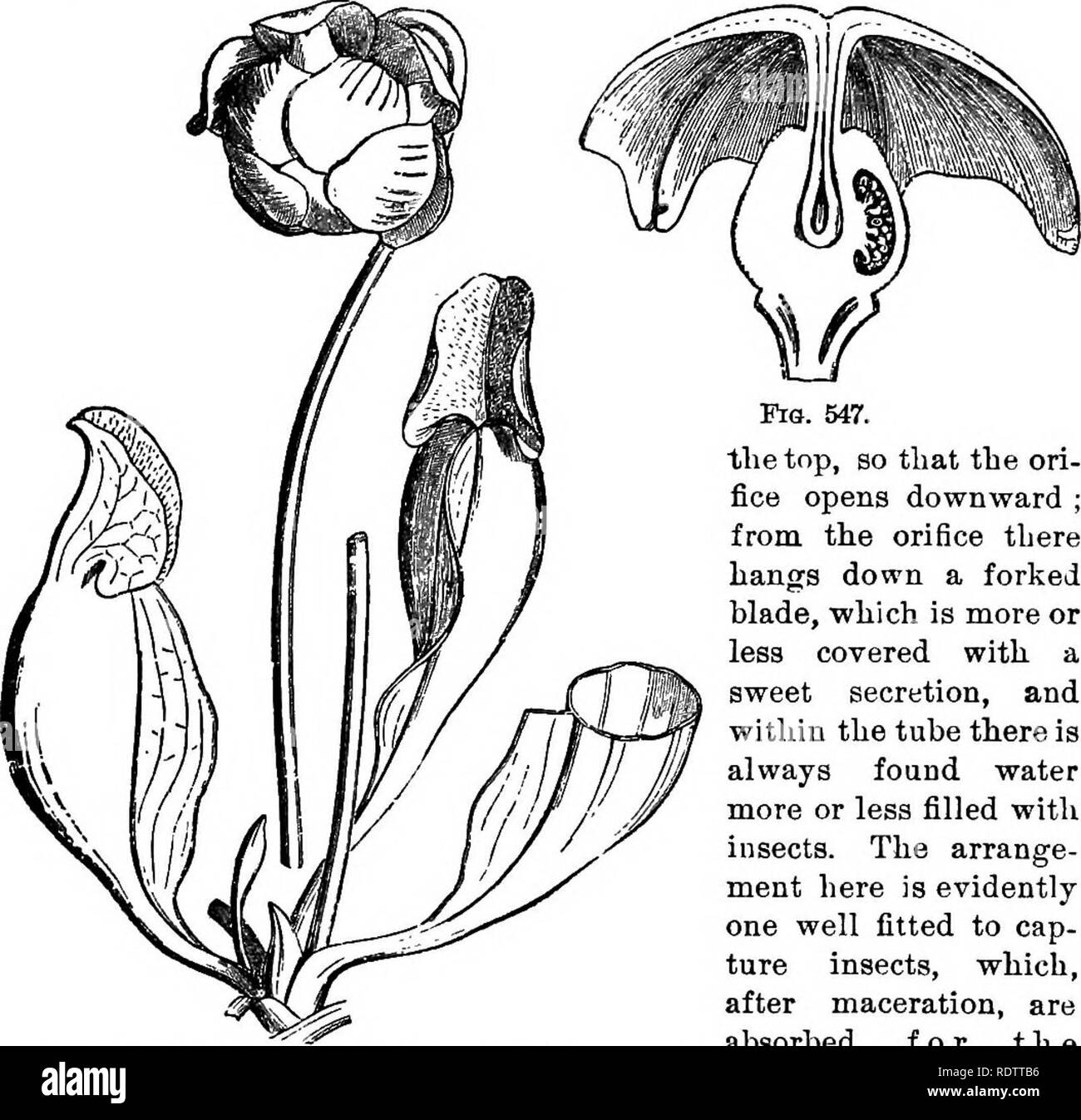 Nepenthes pitcher plant Black and White Stock Photos & Images - Alamy