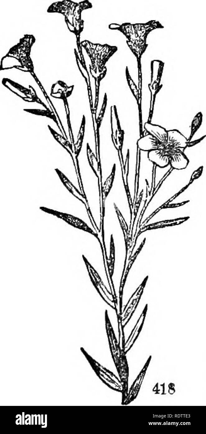 Palmately Cleft Leaves High Resolution Stock Photography and Images - Alamy