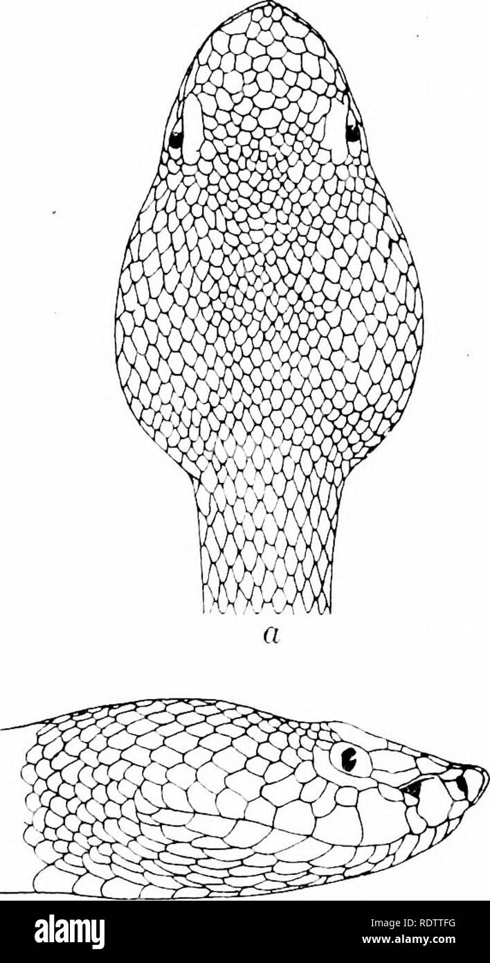 . The snakes of the Philippine Islands. Snakes. TRIMERESURUS 289 last 5 ...