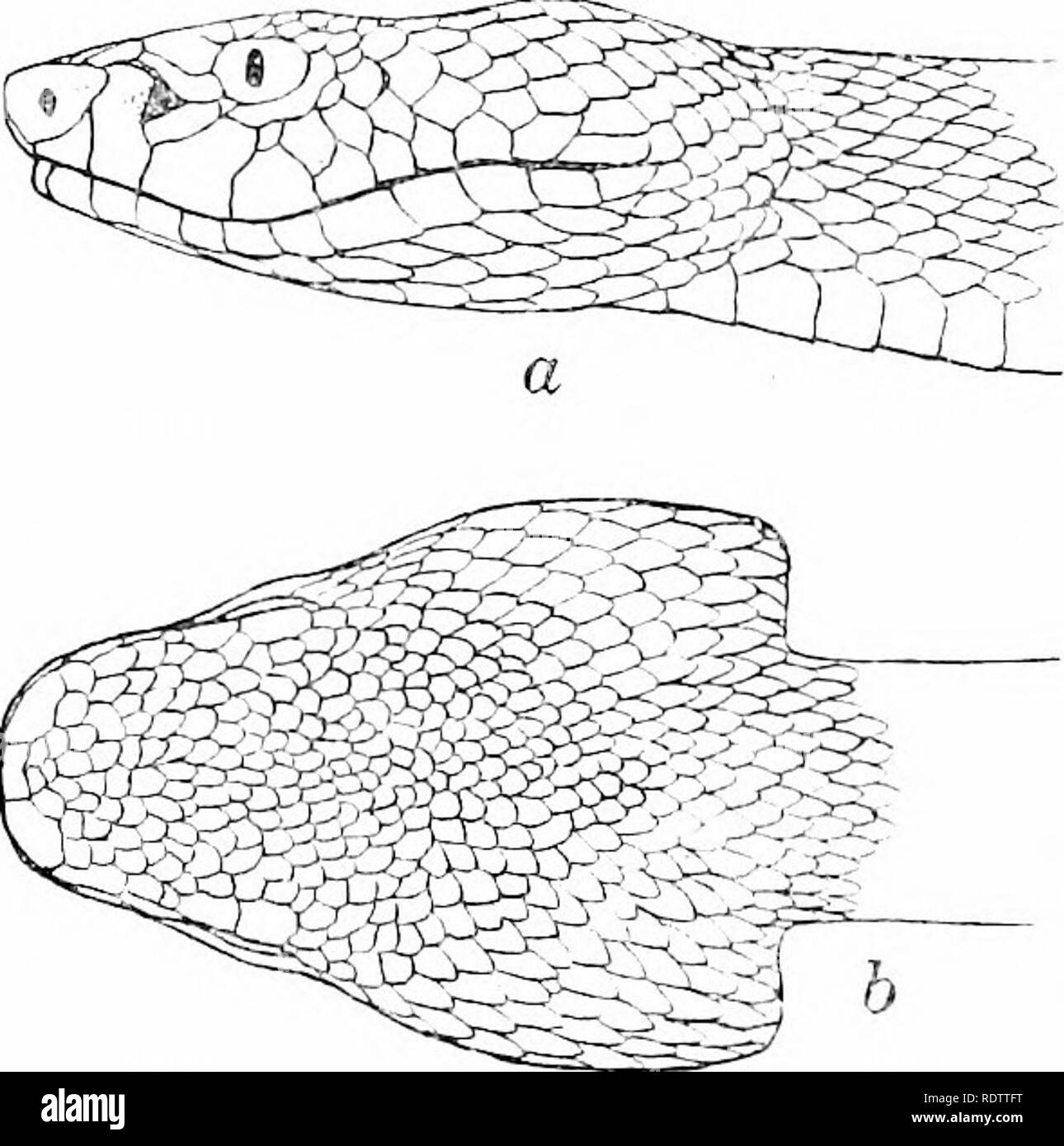 . The snakes of the Philippine Islands. Snakes. 284 SNAKES OF THE ...